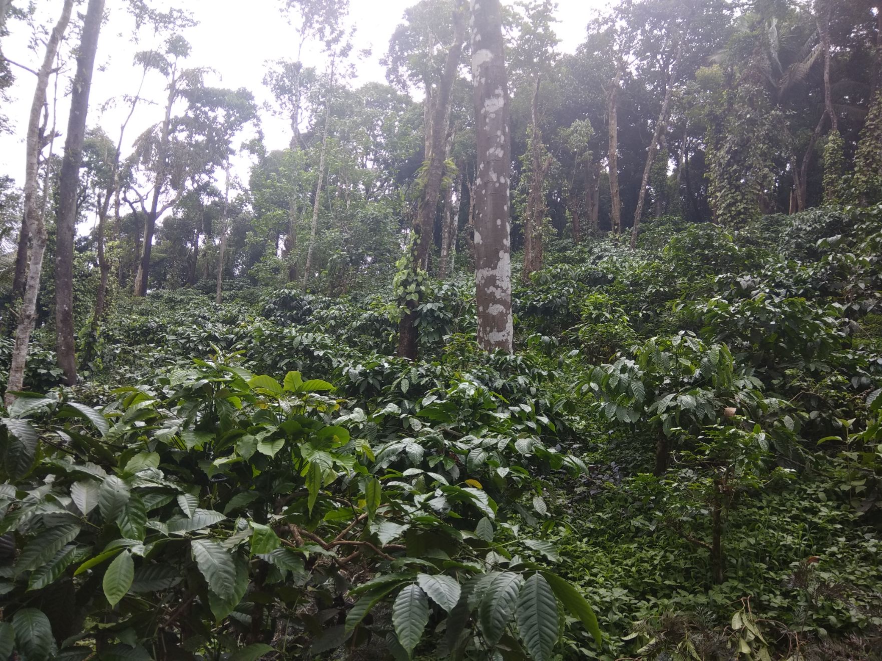 TOUR - Mercara Gold Estate